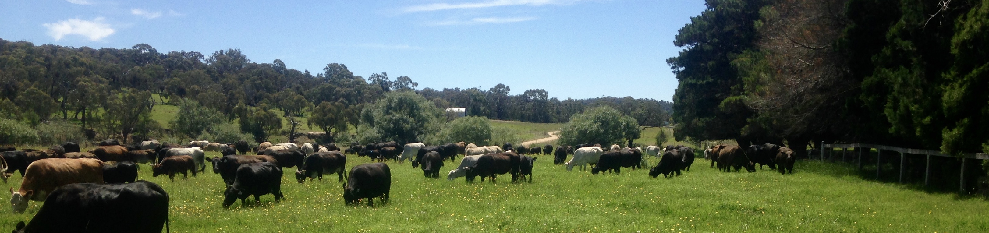 Raise your own Beef Cattle - Meet your Meat... - Regenerative ...