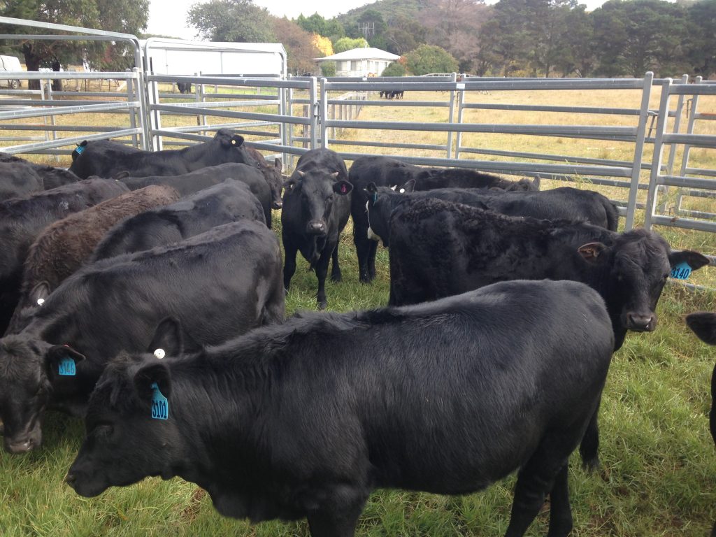 Raise your own Beef Cattle - Meet your Meat... - Regenerative ...