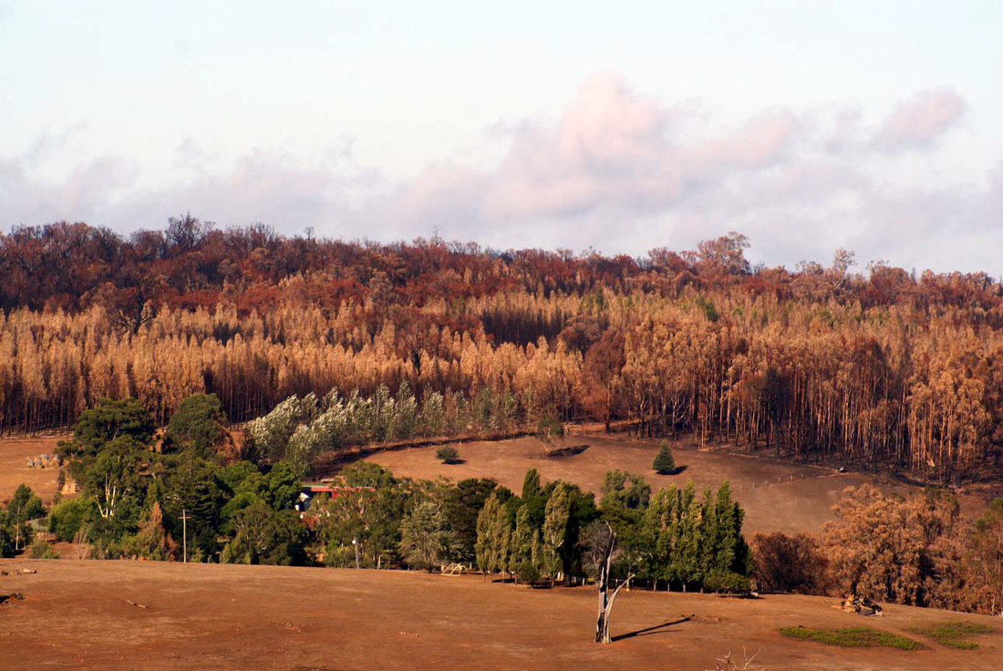 After The Tathra Fire - Plants for Landscaping and Fire Proofing Your ...